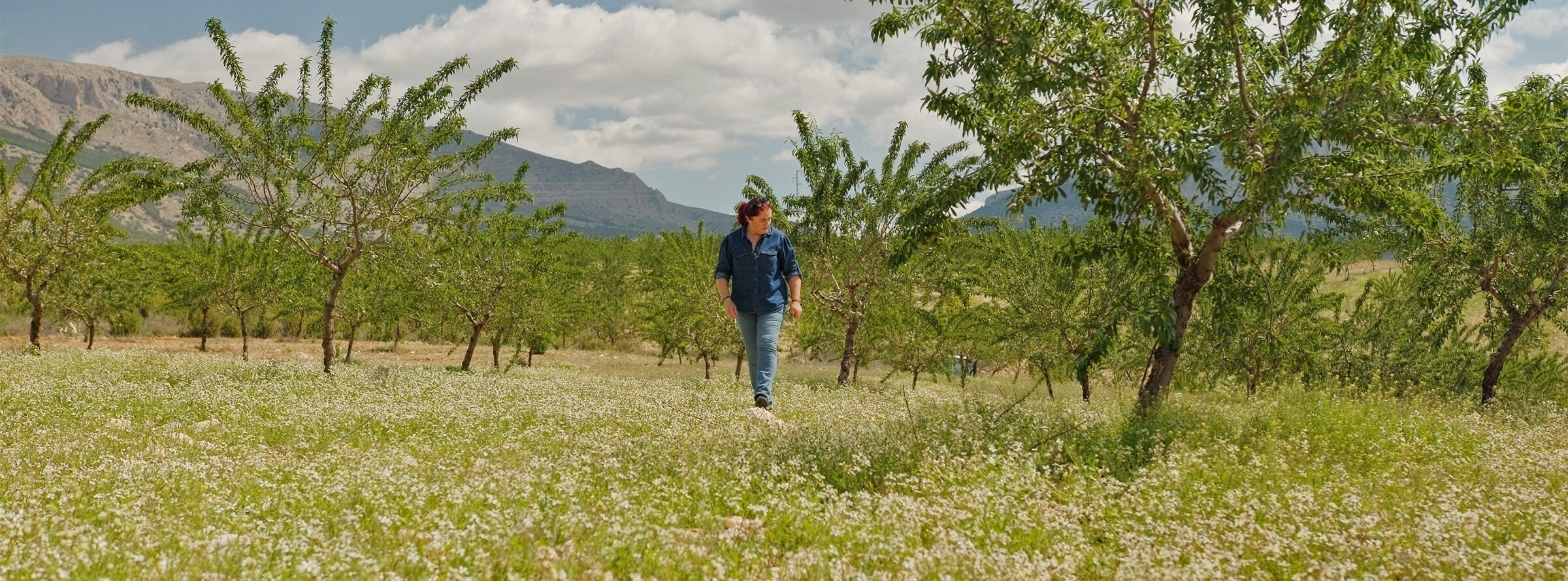 Battling desertification: Bringing soil back to life in semiarid Spain ...